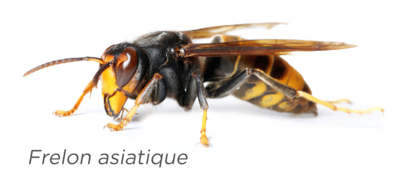 Frelon asiatique - Site mairie Burdignin